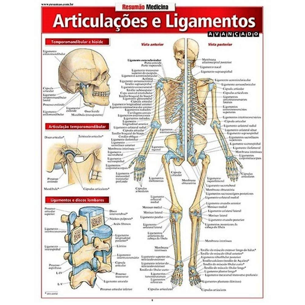 Quantos Ligamentos Tem O Corpo Humano - FDPLEARN